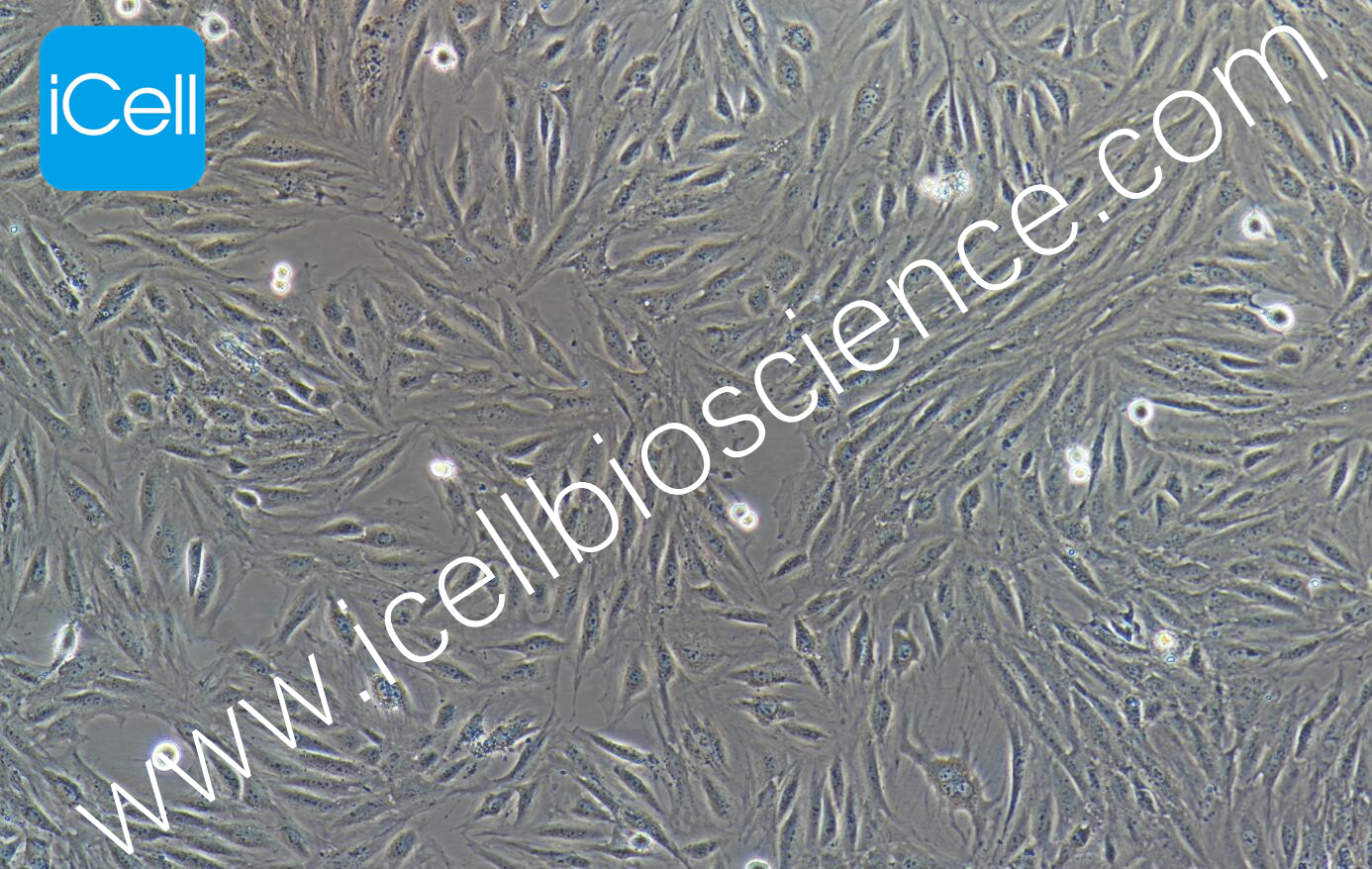 H9C2 大鼠心肌细胞-原代细胞-STR细胞-细胞培养基-镜像绮点生物