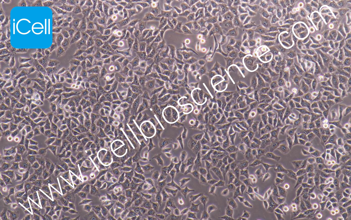 HCC-LM3 高转移人肝癌细胞-原代细胞-STR细胞-细胞培养基-镜像绮点生物