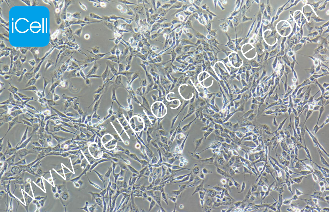 HCMEC/D3 永生化人脑微血管内皮细胞-原代细胞-STR细胞-细胞培养基-镜像绮点生物