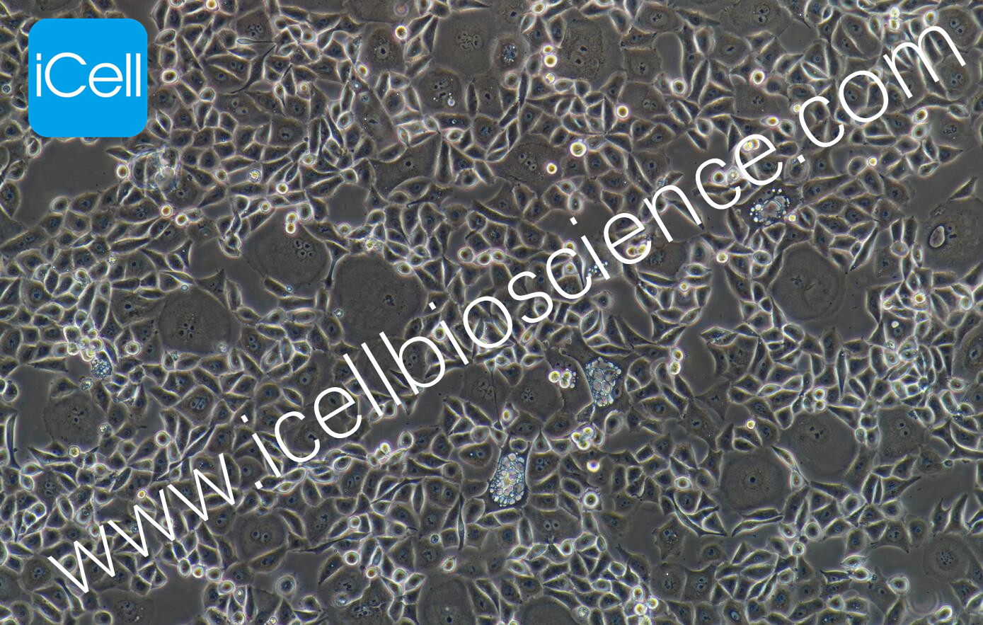HCT-15/5FU 人结直肠癌氟尿嘧啶耐药株-原代细胞-STR细胞-细胞培养基-镜像绮点生物