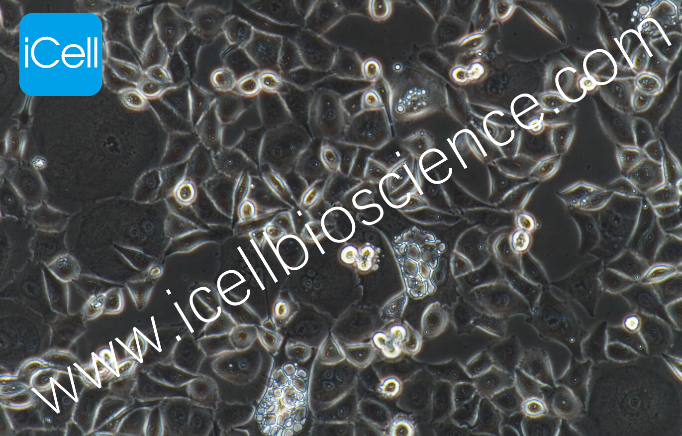 HCT-15/5FU 人结直肠癌氟尿嘧啶耐药株-原代细胞-STR细胞-细胞培养基-镜像绮点生物