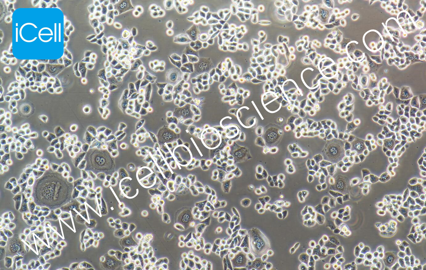 HCT-15/Taxol 人结肠癌紫杉醇耐药株-原代细胞-STR细胞-细胞培养基-镜像绮点生物