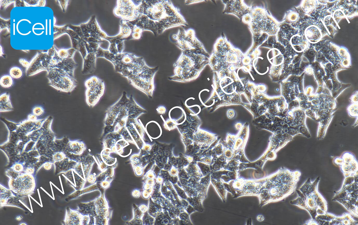 HCT-116人结肠癌细胞-原代细胞-STR细胞-细胞培养基-镜像绮点生物