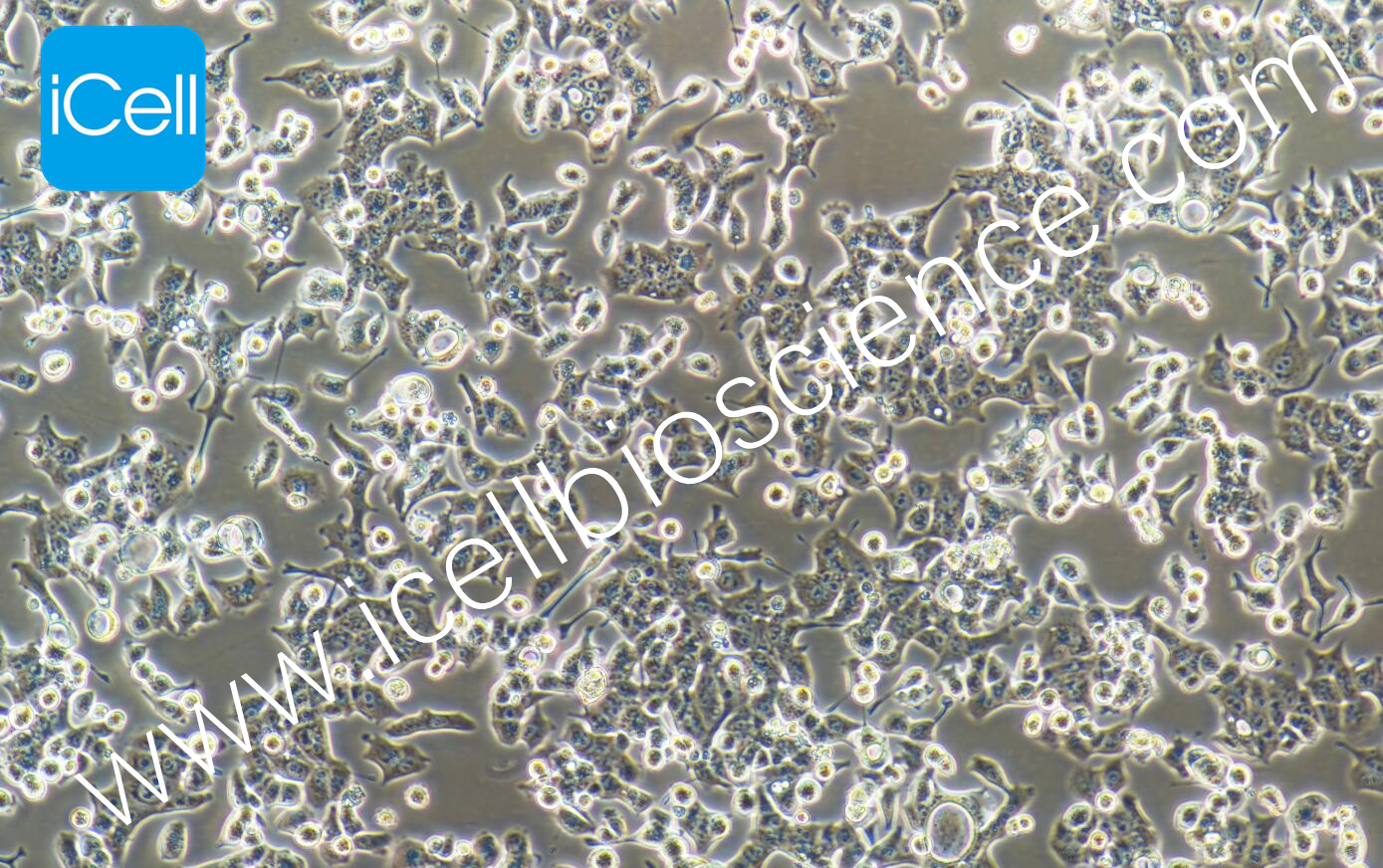 HEC-1-B 人子宫内膜腺癌细胞-原代细胞-STR细胞-细胞培养基-镜像绮点生物