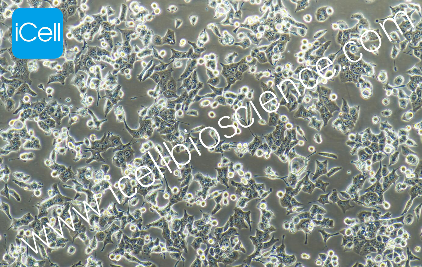 HEC-1-B 人子宫内膜腺癌细胞-原代细胞-STR细胞-细胞培养基-镜像绮点生物