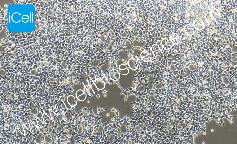 HEK-293A 人胚肾细胞-原代细胞-STR细胞-细胞培养基-赛百慷生物