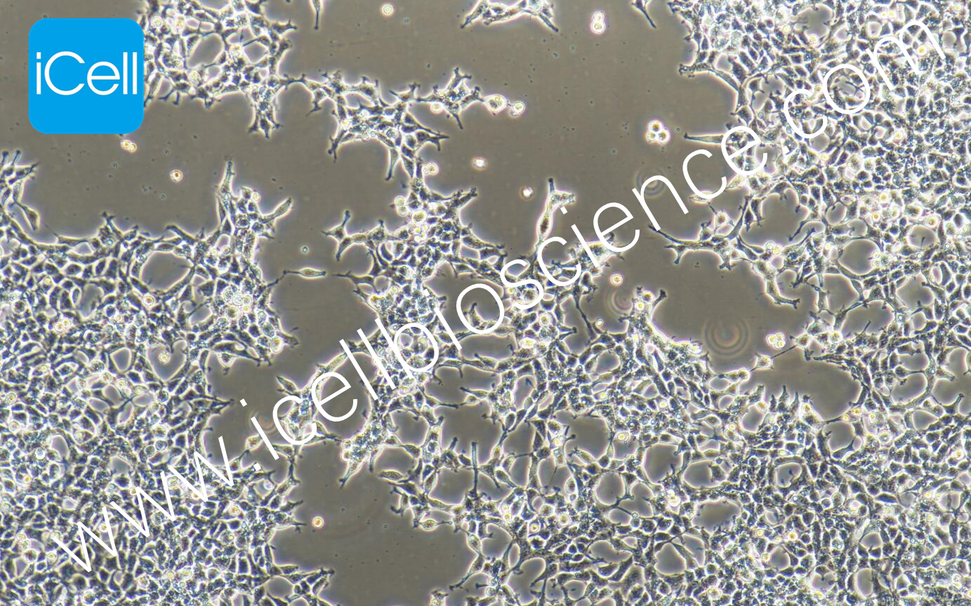 HEK-293A 人胚肾细胞-原代细胞-STR细胞-细胞培养基-镜像绮点生物