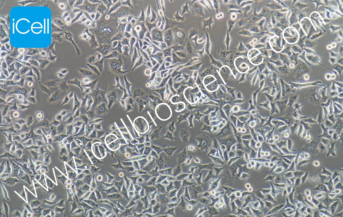 HELA-S3 人宫颈癌细胞-原代细胞-STR细胞-细胞培养基-镜像绮点生物