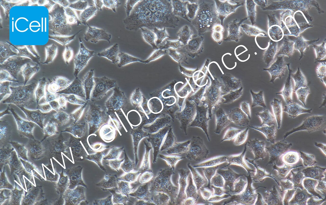 HELA-S3 人宫颈癌细胞-原代细胞-STR细胞-细胞培养基-镜像绮点生物