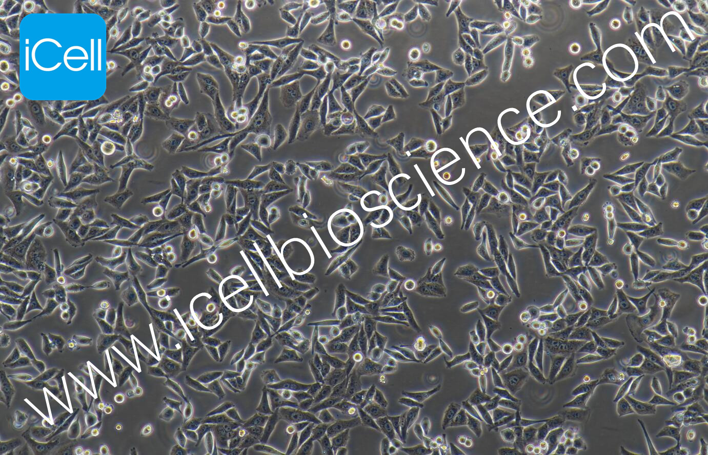 Hep3B2.1-7 人肝癌细胞-原代细胞-STR细胞-细胞培养基-镜像绮点生物