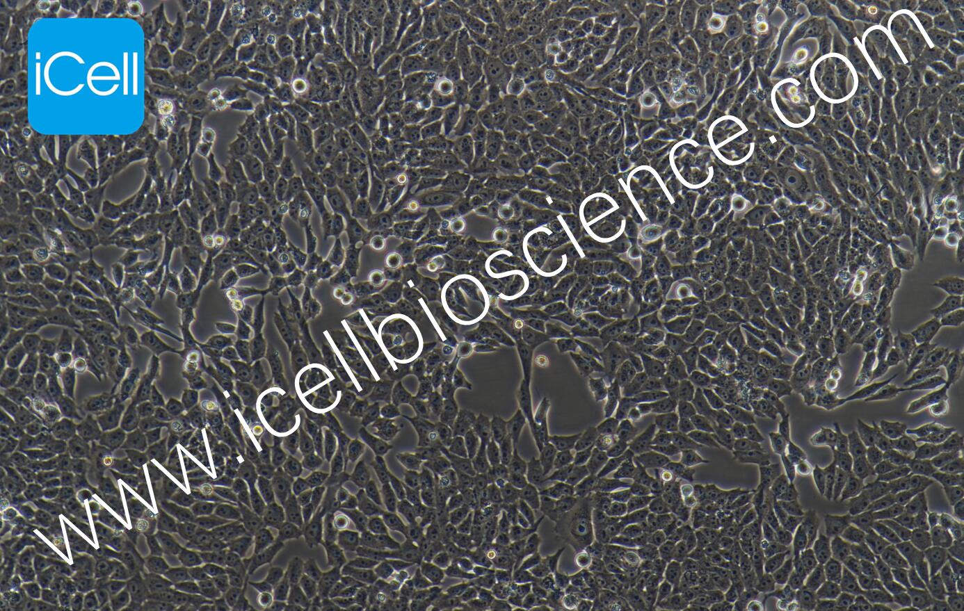 HGC-27 人胃癌细胞-原代细胞-STR细胞-细胞培养基-镜像绮点生物