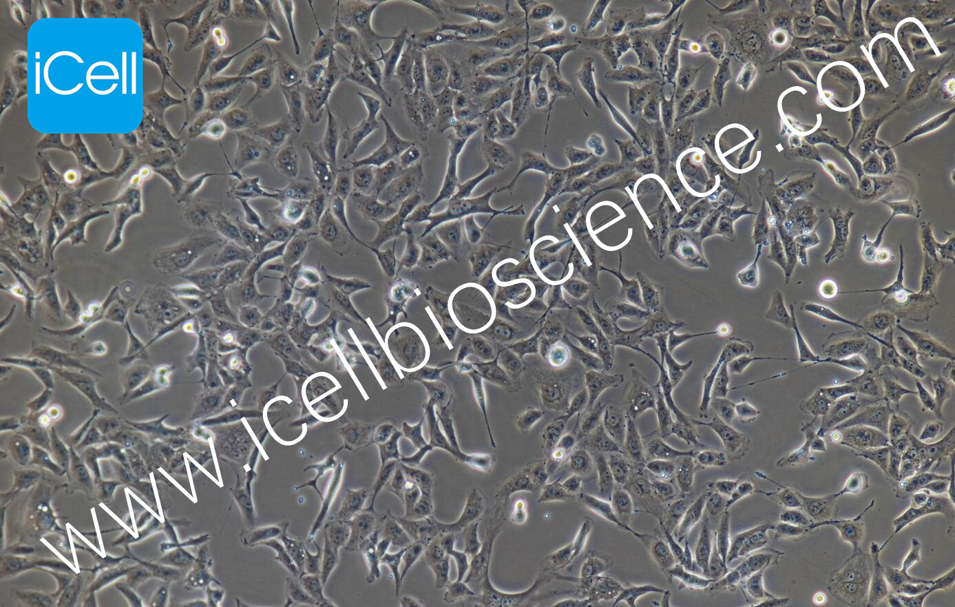 HMEC-1 人微血管內皮細胞株-原代细胞-STR细胞-细胞培养基-镜像绮点生物