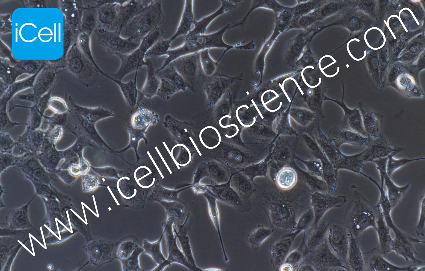 HMEC-1 人微血管內皮細胞株-原代细胞-STR细胞-细胞培养基-镜像绮点生物