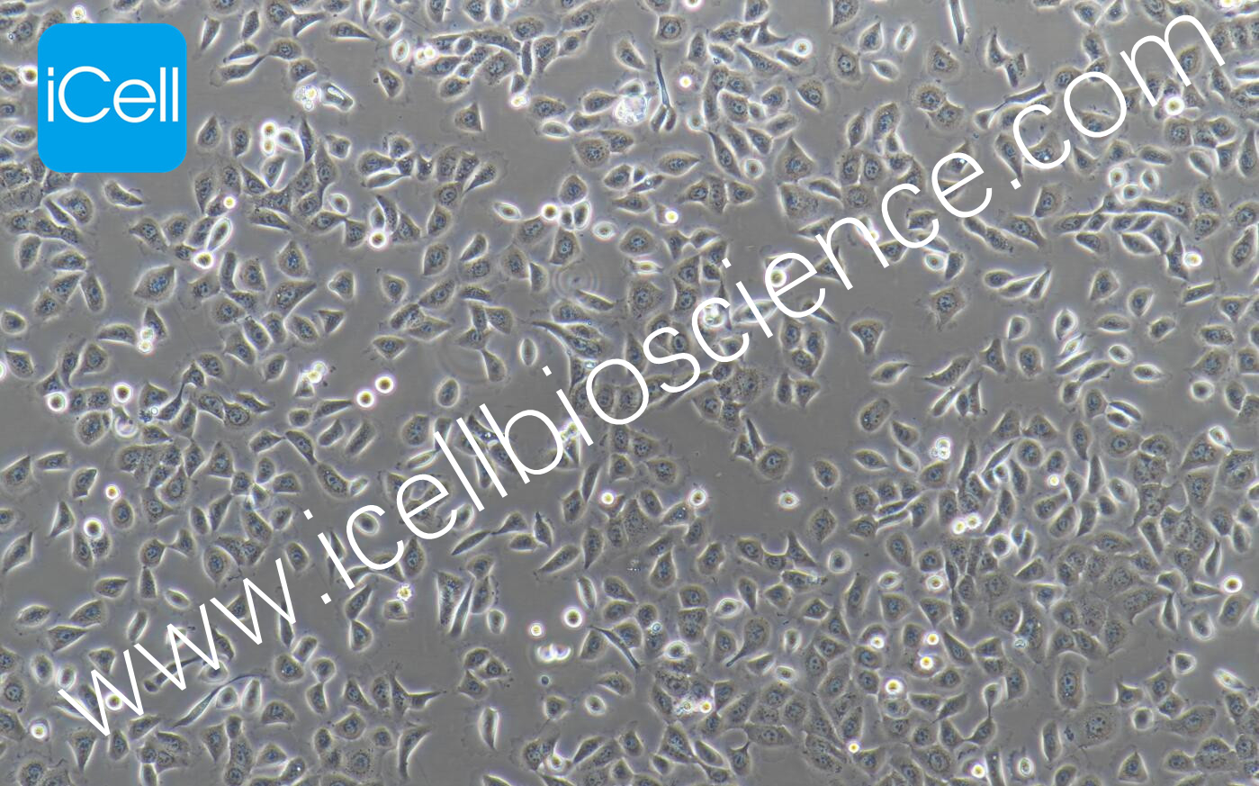 HPAC 人胰腺癌细胞-原代细胞-STR细胞-细胞培养基-镜像绮点生物