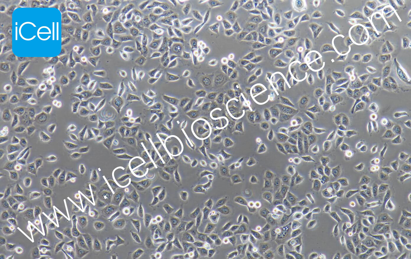 HPAC 人胰腺癌细胞-原代细胞-STR细胞-细胞培养基-镜像绮点生物