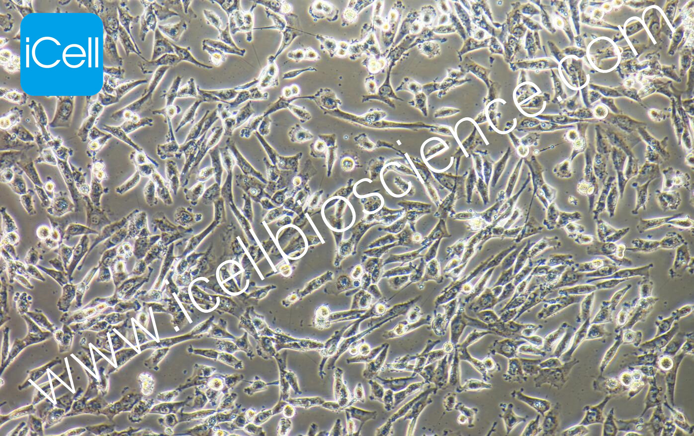HS683 人脑胶质瘤细胞-原代细胞-STR细胞-细胞培养基-镜像绮点生物