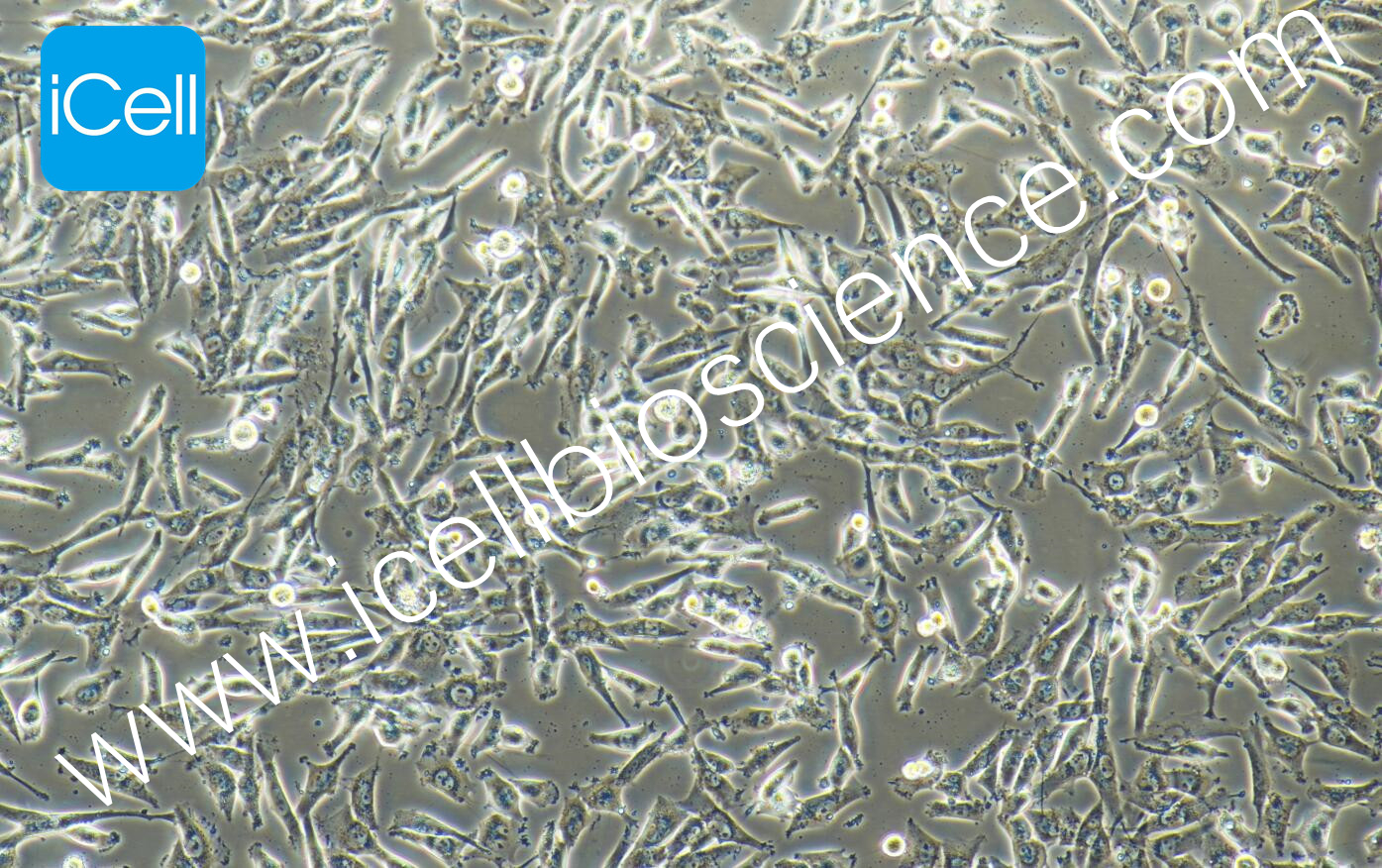 HS683 人脑胶质瘤细胞-原代细胞-STR细胞-细胞培养基-镜像绮点生物
