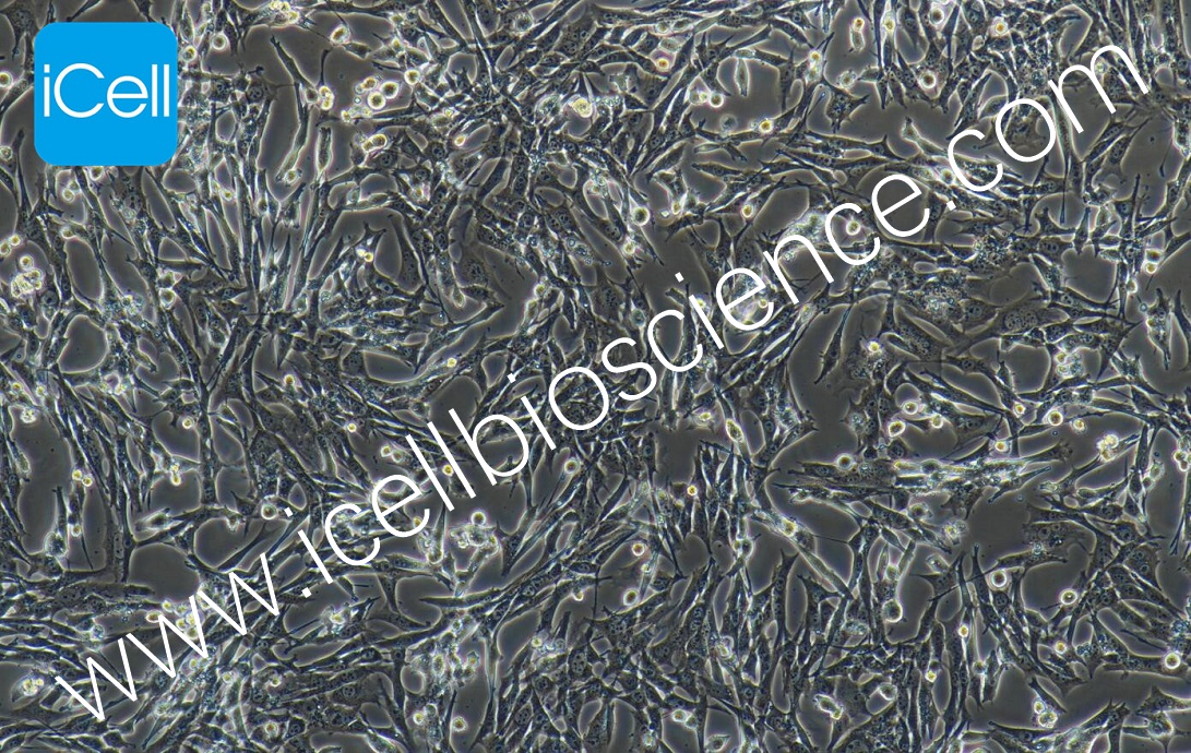 HT22 小鼠海马神经元细胞-原代细胞-STR细胞-细胞培养基-镜像绮点生物