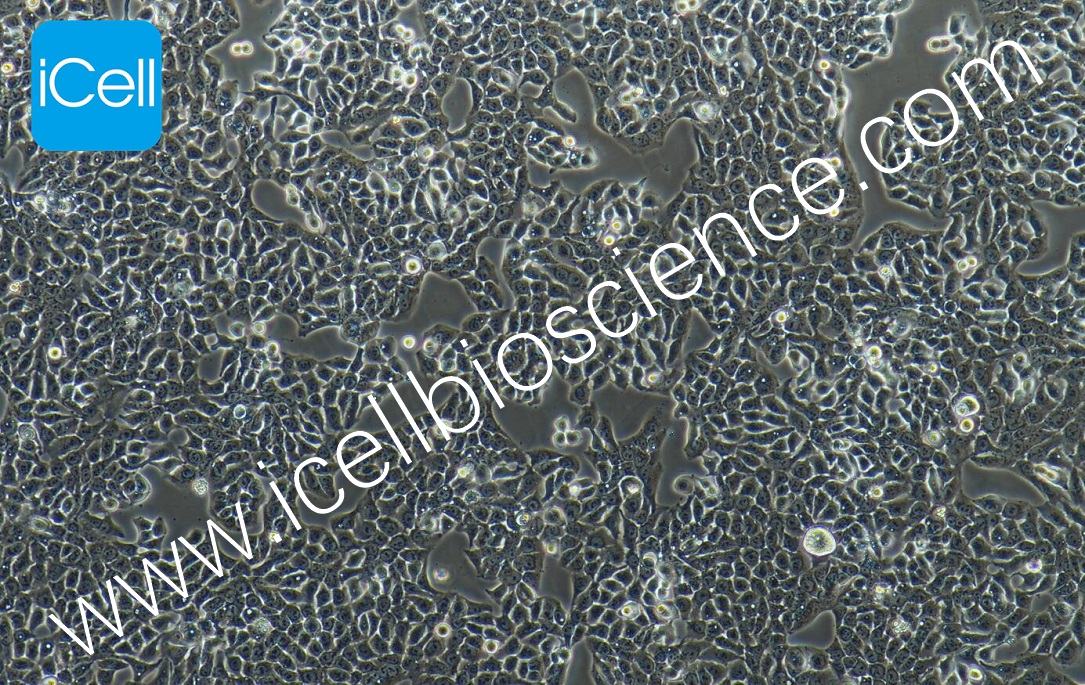 HT-29 人结肠癌细胞-原代细胞-STR细胞-细胞培养基-镜像绮点生物