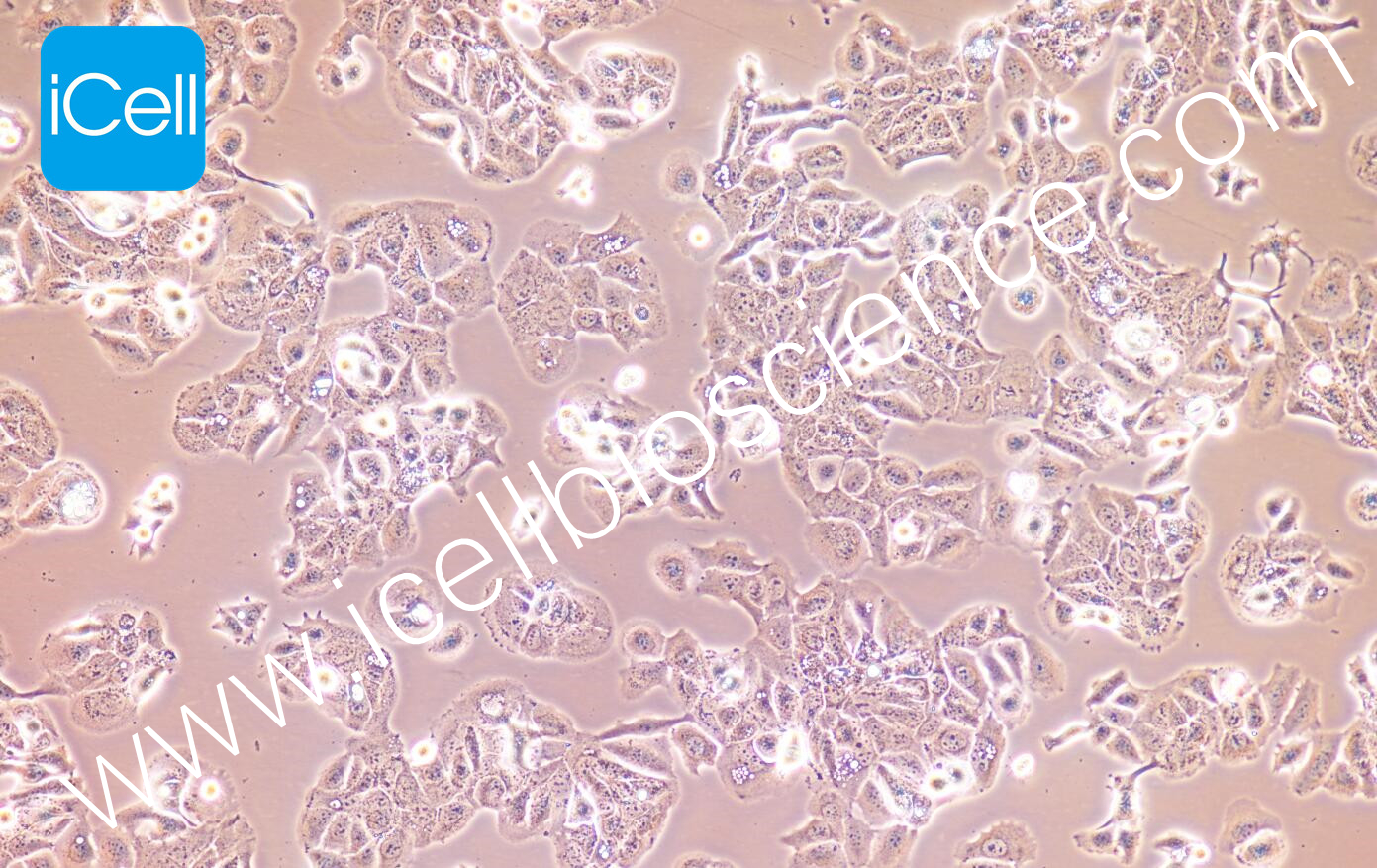 HT-1376 人膀胱癌细胞-原代细胞-STR细胞-细胞培养基-镜像绮点生物