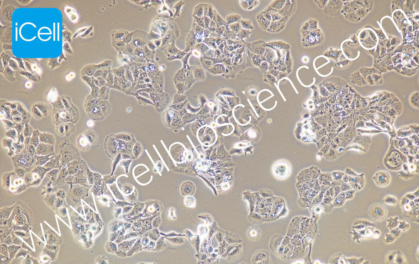 HT-1376 人膀胱癌细胞-原代细胞-STR细胞-细胞培养基-镜像绮点生物