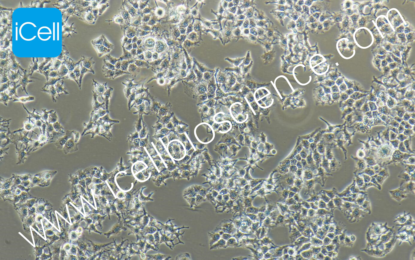 huh-7 人肝癌细胞-原代细胞-STR细胞-细胞培养基-镜像绮点生物