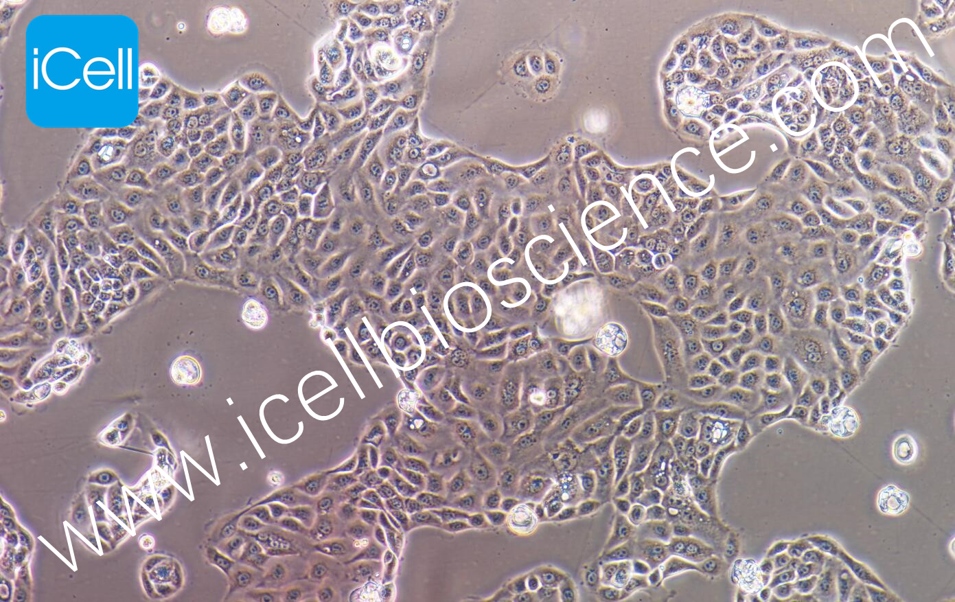 PANC 05.04 人胰腺癌细胞 -原代细胞-STR细胞-细胞培养基-镜像绮点生物