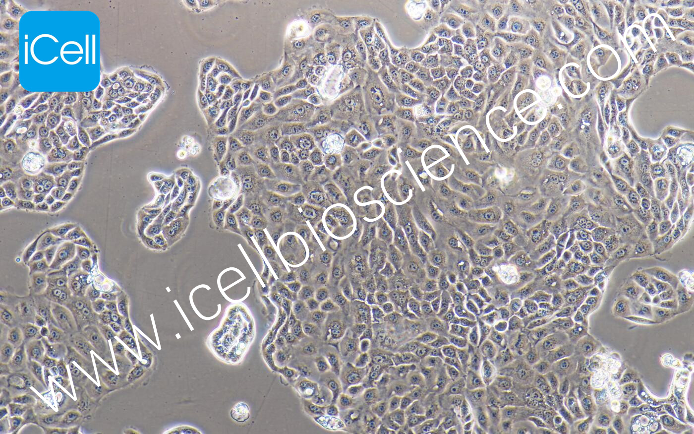 PANC 05.04 人胰腺癌细胞 -原代细胞-STR细胞-细胞培养基-镜像绮点生物