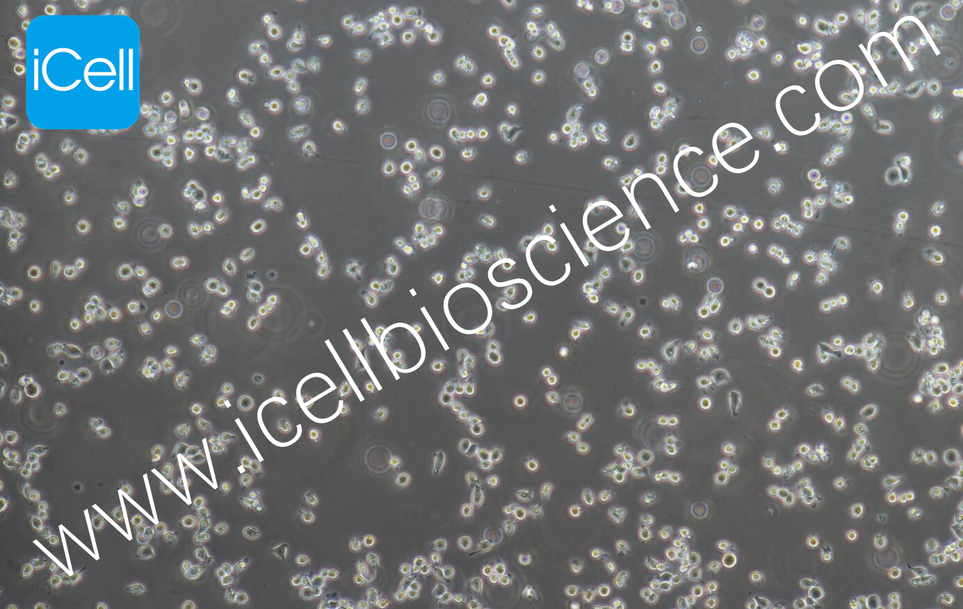 P815 小鼠肥大细胞瘤细胞-原代细胞-STR细胞-细胞培养基-镜像绮点生物