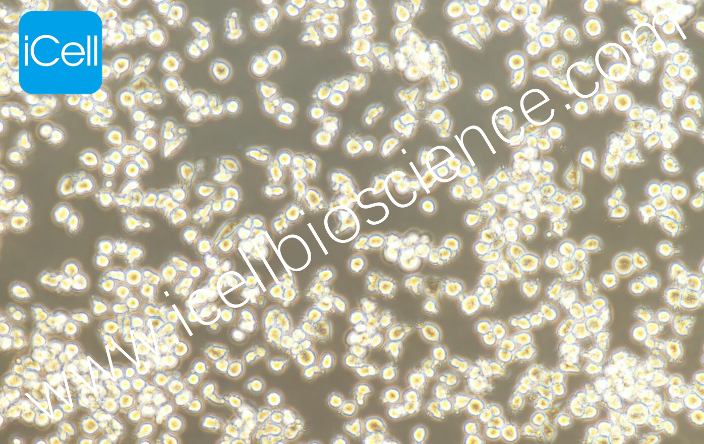 P815 小鼠肥大细胞瘤细胞-原代细胞-STR细胞-细胞培养基-镜像绮点生物