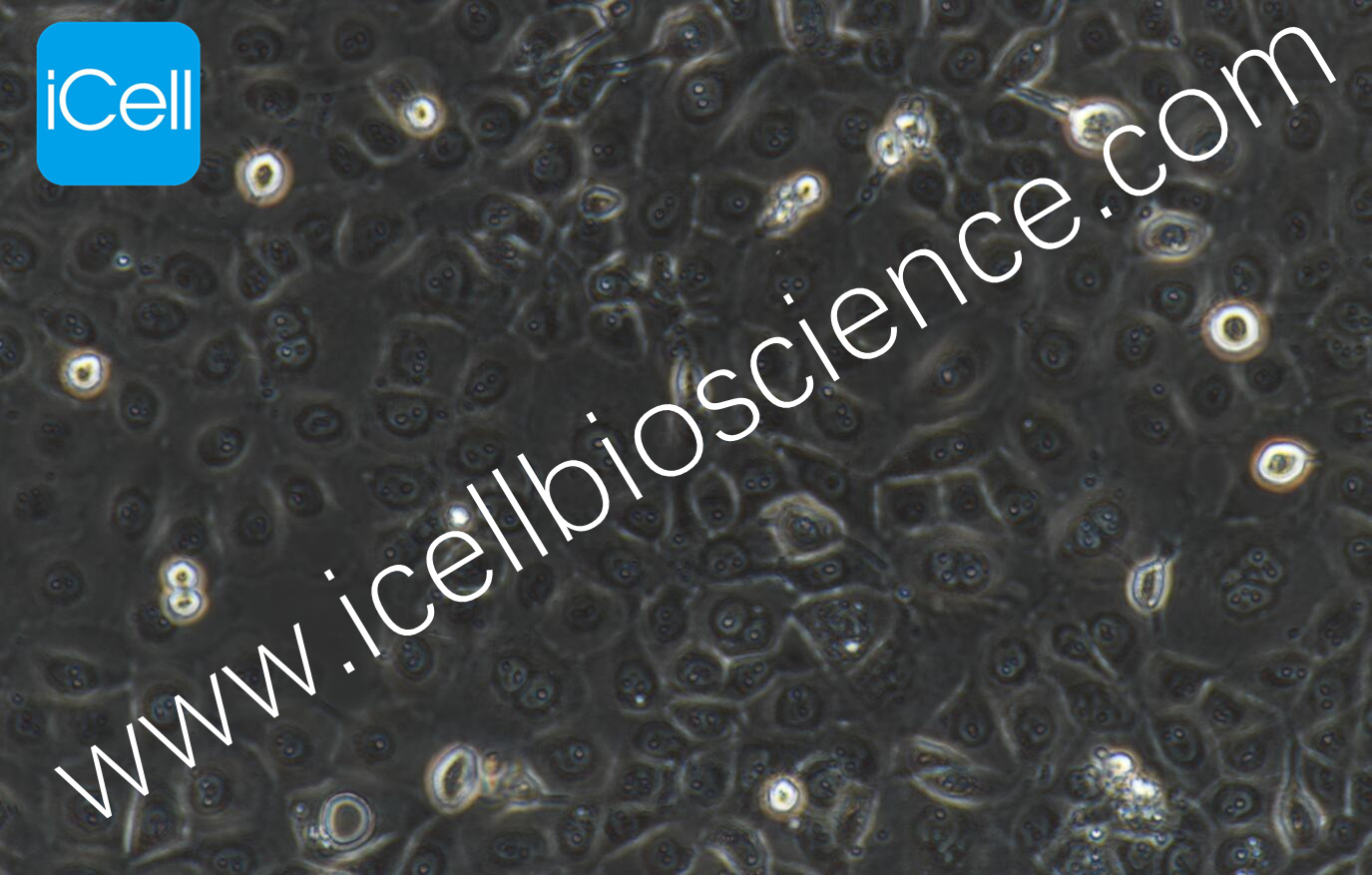 NCI-H1650 人肺支气管癌细胞-原代细胞-STR细胞-细胞培养基-镜像绮点生物