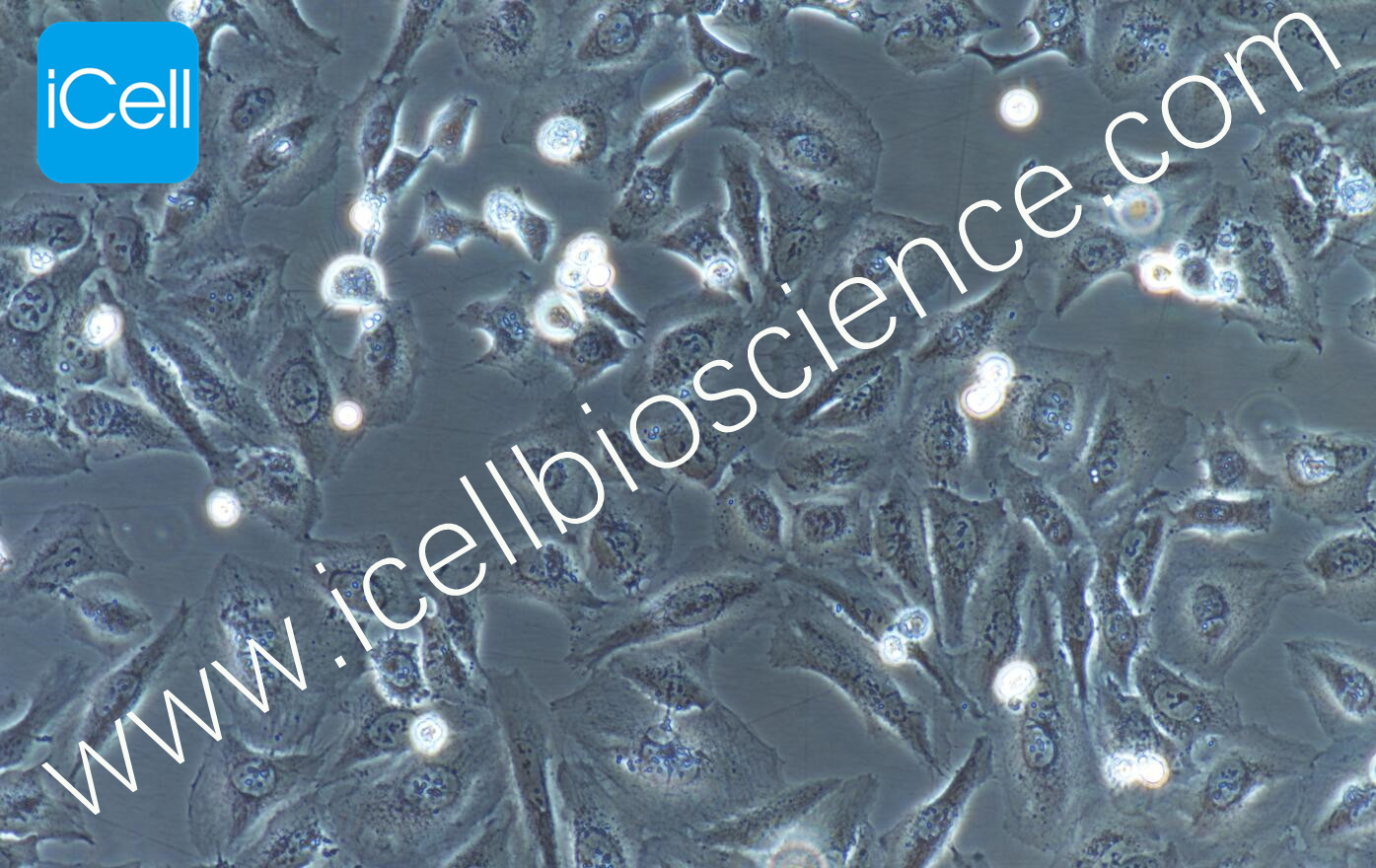 NCI-H446 人小细胞肺癌细胞-原代细胞-STR细胞-细胞培养基-镜像绮点生物