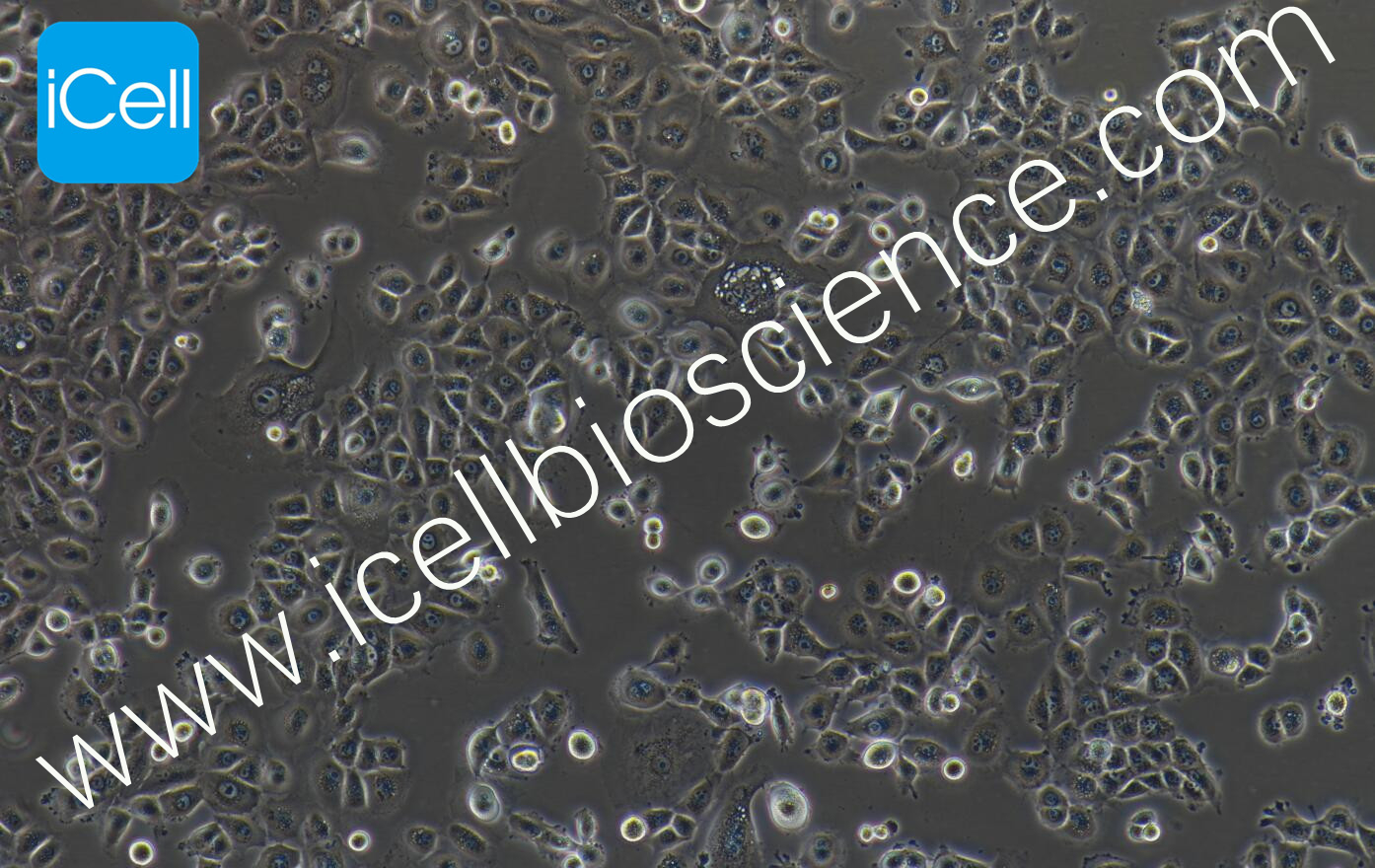 NCI-H226 人肺鳞癌细胞-原代细胞-STR细胞-细胞培养基-镜像绮点生物