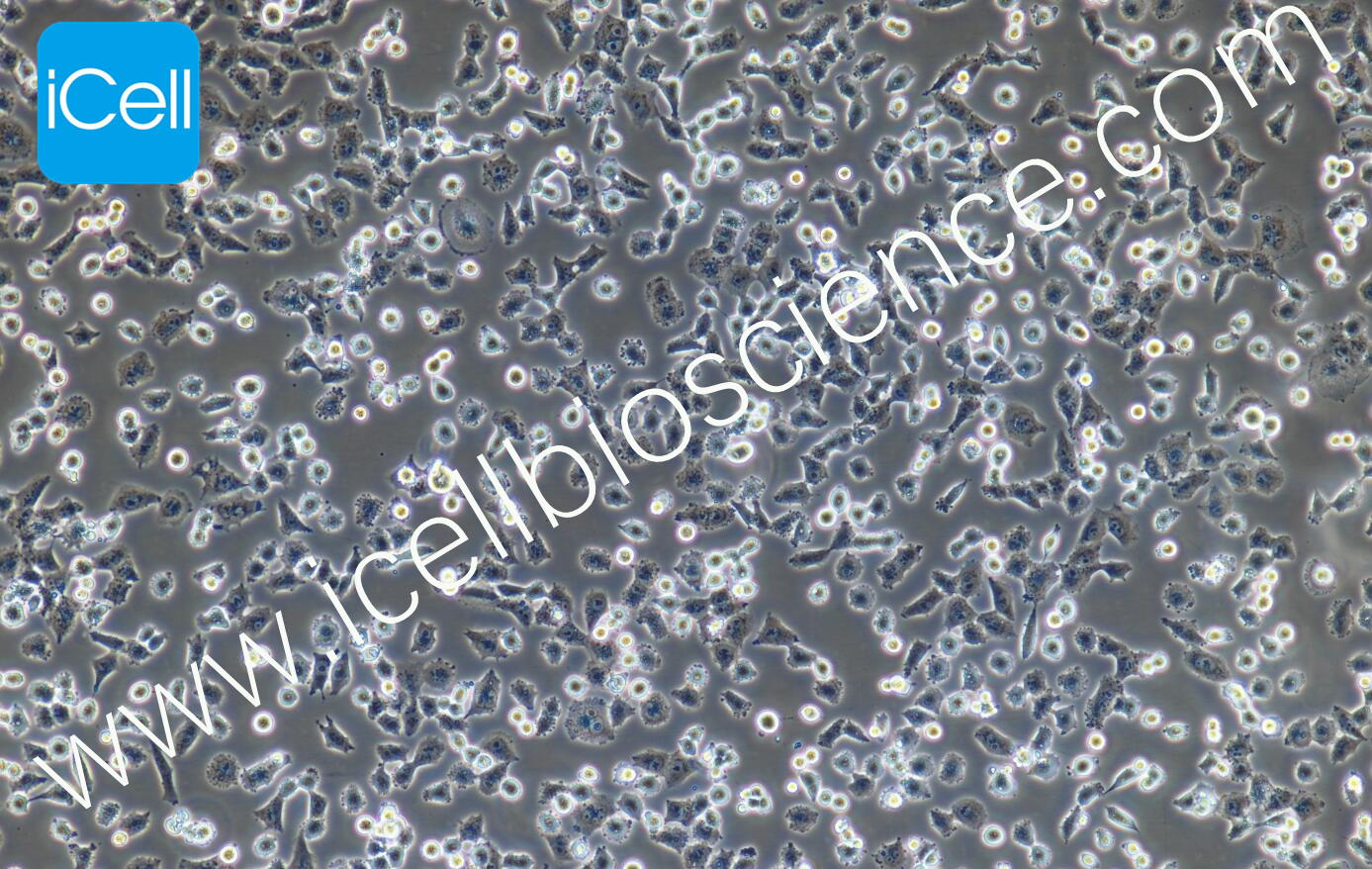 NCI-H157 人非小细胞肺腺癌细胞-原代细胞-STR细胞-细胞培养基-镜像绮点生物