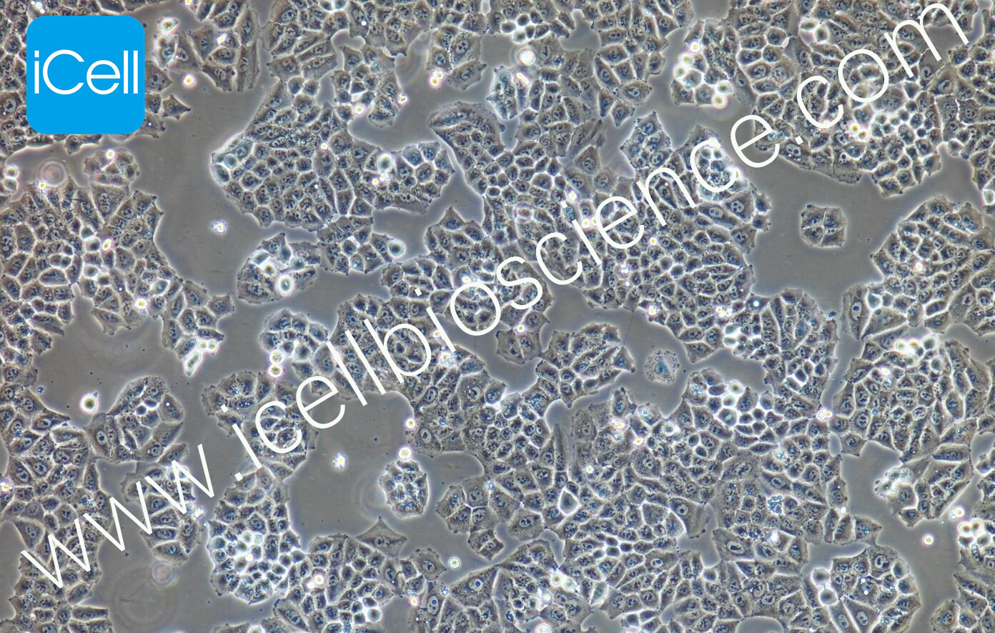 NCI-H23 人非小细胞肺癌细胞-原代细胞-STR细胞-细胞培养基-镜像绮点生物