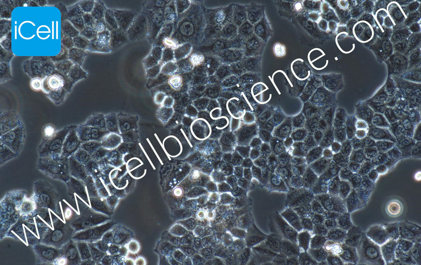 NCI-H23 人非小细胞肺癌细胞-原代细胞-STR细胞-细胞培养基-镜像绮点生物