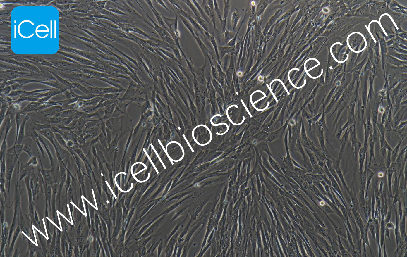 MRC-5 人胚肺成纤维细胞（有限细胞系）-原代细胞-STR细胞-细胞培养基-镜像绮点生物