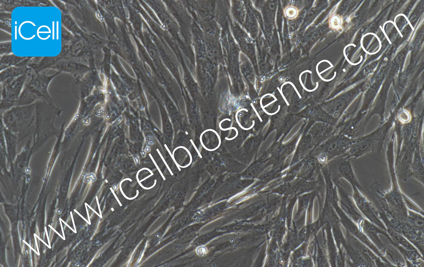 MRC-5 人胚肺成纤维细胞（有限细胞系）-原代细胞-STR细胞-细胞培养基-镜像绮点生物
