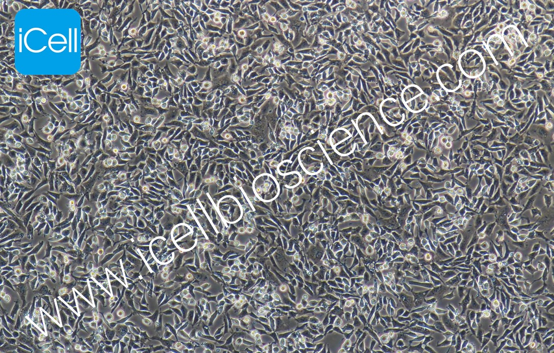 MLE-12 小鼠肺上皮细胞-原代细胞-STR细胞-细胞培养基-镜像绮点生物