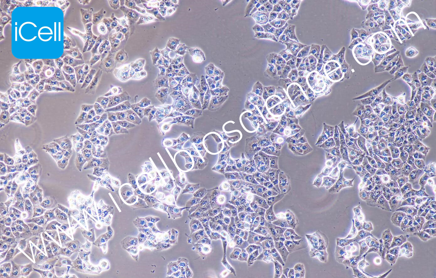 MHCC-97L 人低转移性肝癌细胞-原代细胞-STR细胞-细胞培养基-镜像绮点生物