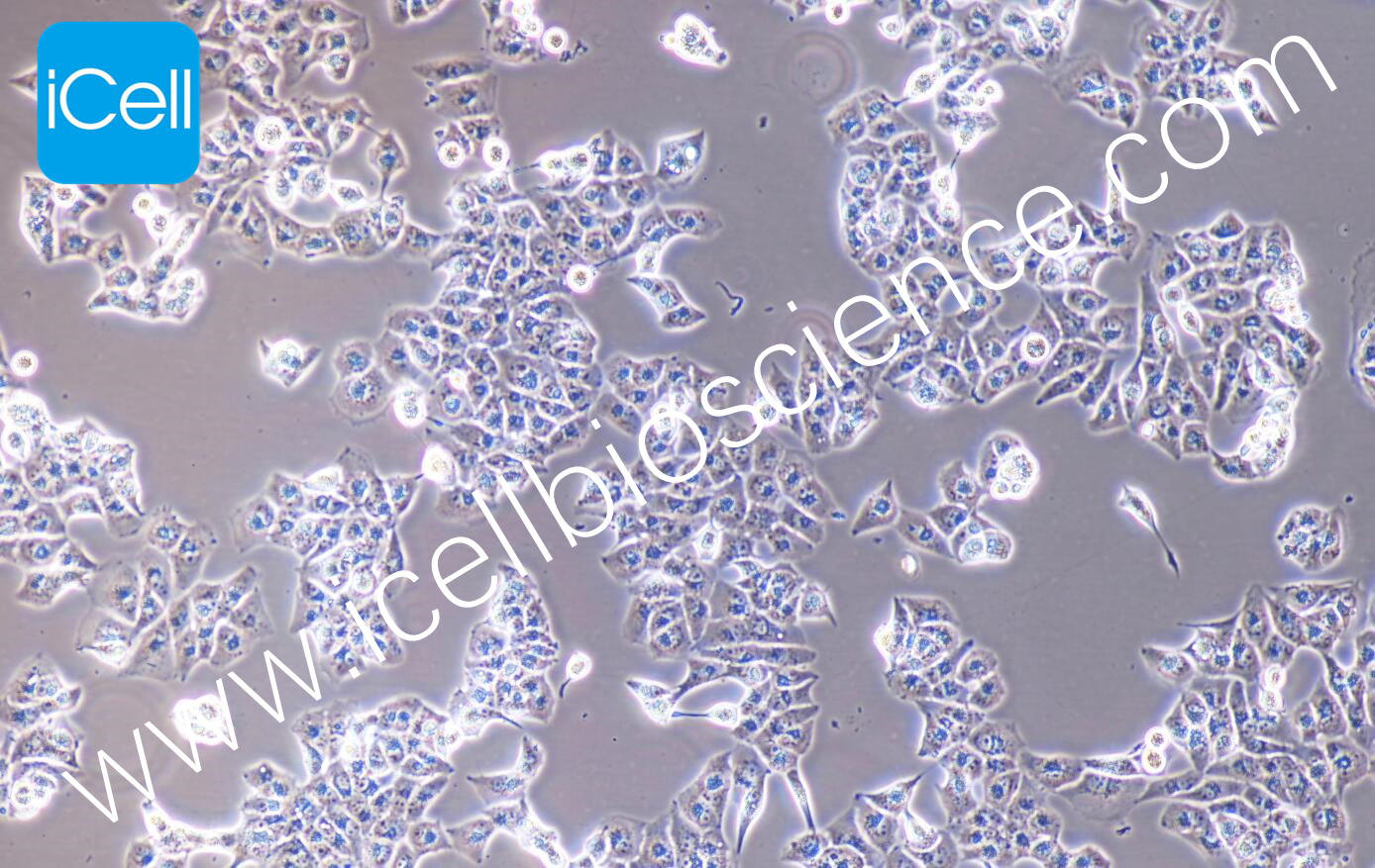 MHCC-97L 人低转移性肝癌细胞-原代细胞-STR细胞-细胞培养基-镜像绮点生物