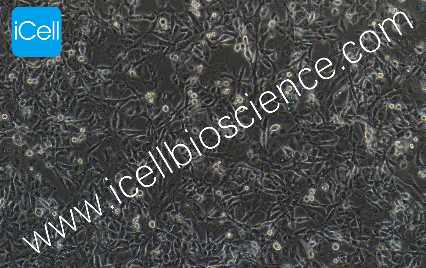 MET-5A 人膜间皮细胞-原代细胞-STR细胞-细胞培养基-镜像绮点生物