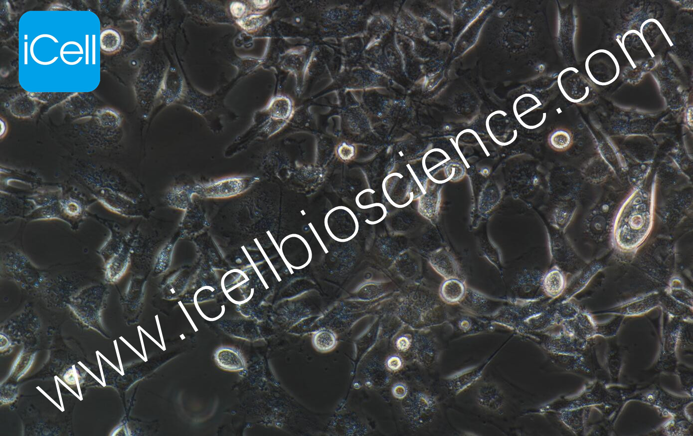 MET-5A 人膜间皮细胞-原代细胞-STR细胞-细胞培养基-镜像绮点生物