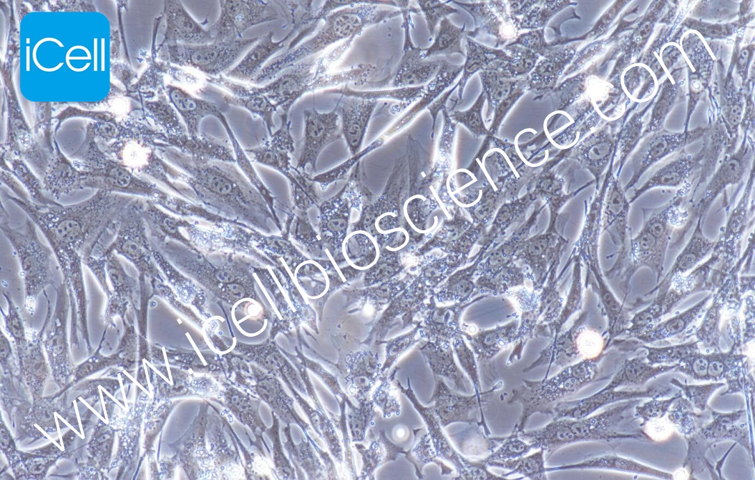 MEF 小鼠胚胎成纤维细胞-赛百慷(上海)生物技术股份有限公司