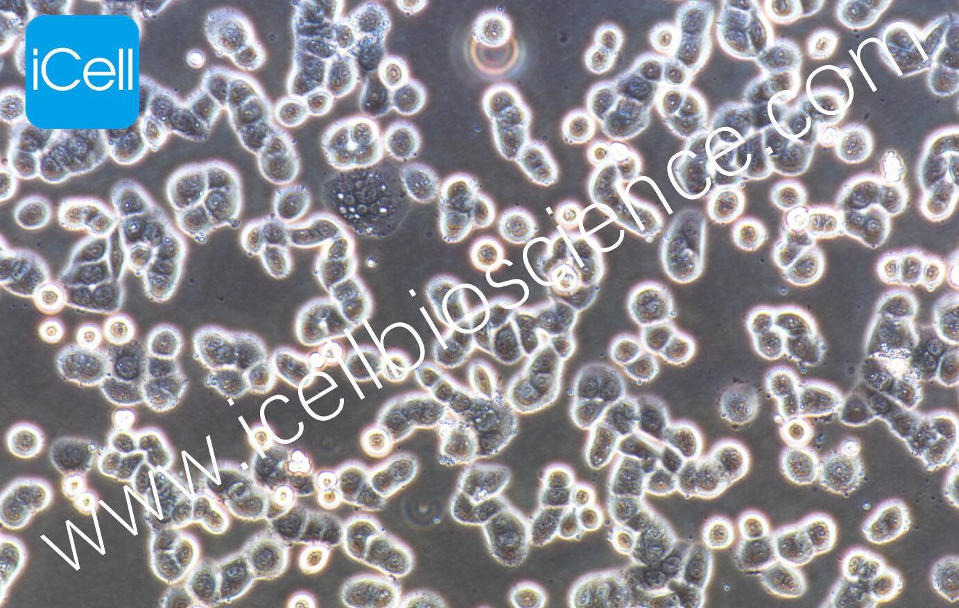MDA-MB-468 人乳腺癌细胞-原代细胞-STR细胞-细胞培养基-赛百慷生物
