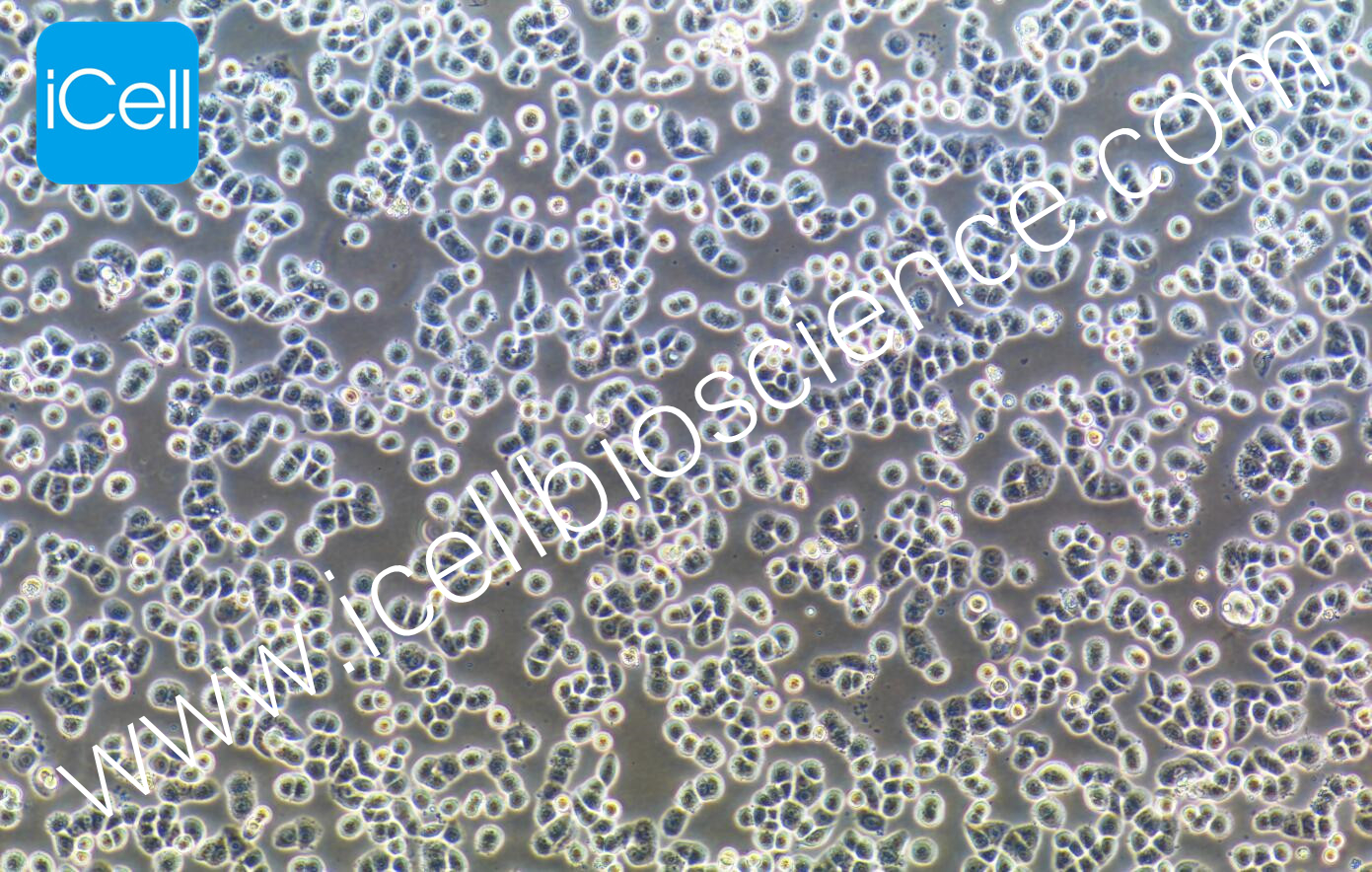 MDA-MB-468 人乳腺癌细胞-原代细胞-STR细胞-细胞培养基-赛百慷生物