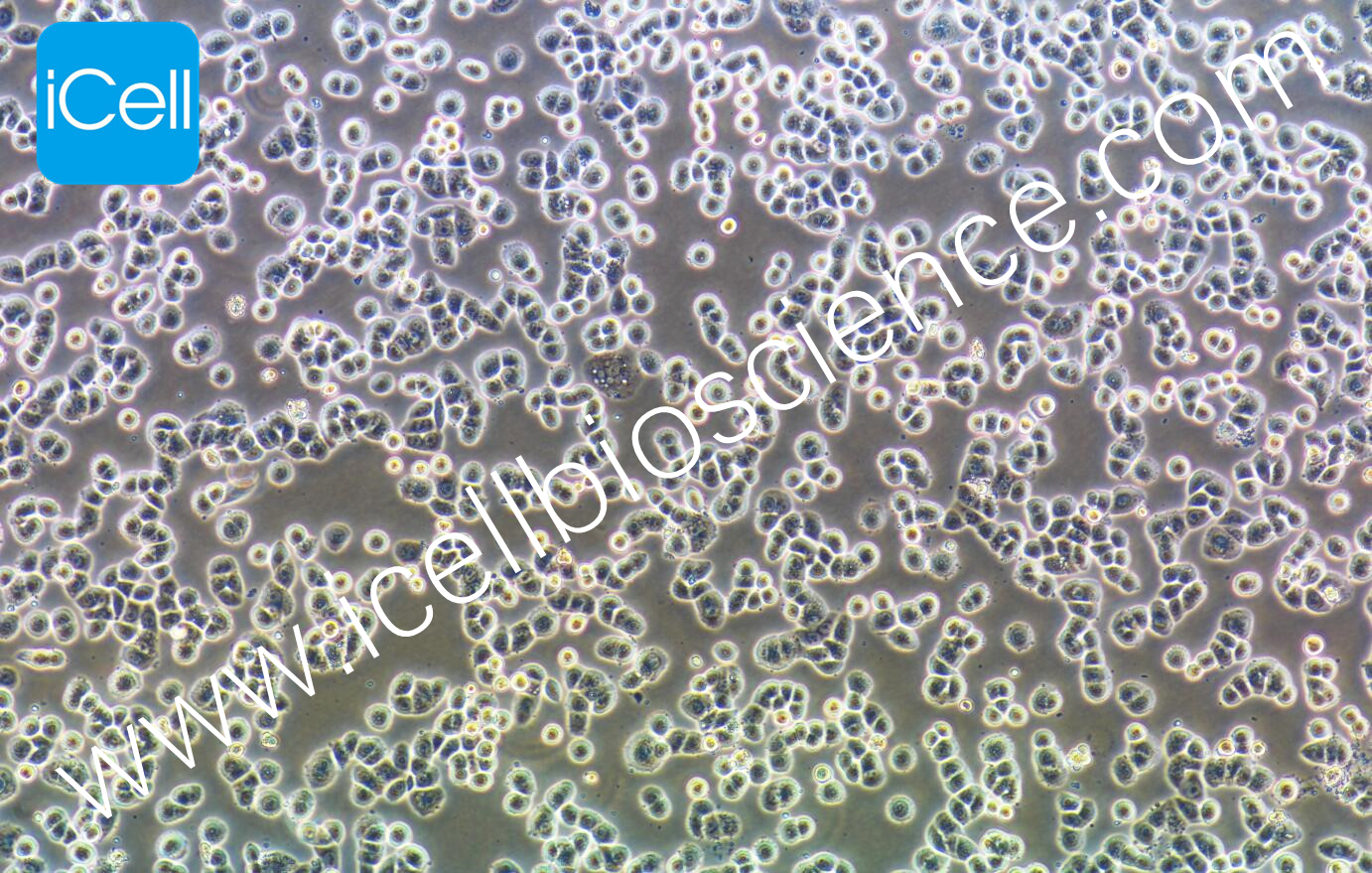 MDA-MB-468 人乳腺癌细胞-原代细胞-STR细胞-细胞培养基-赛百慷生物
