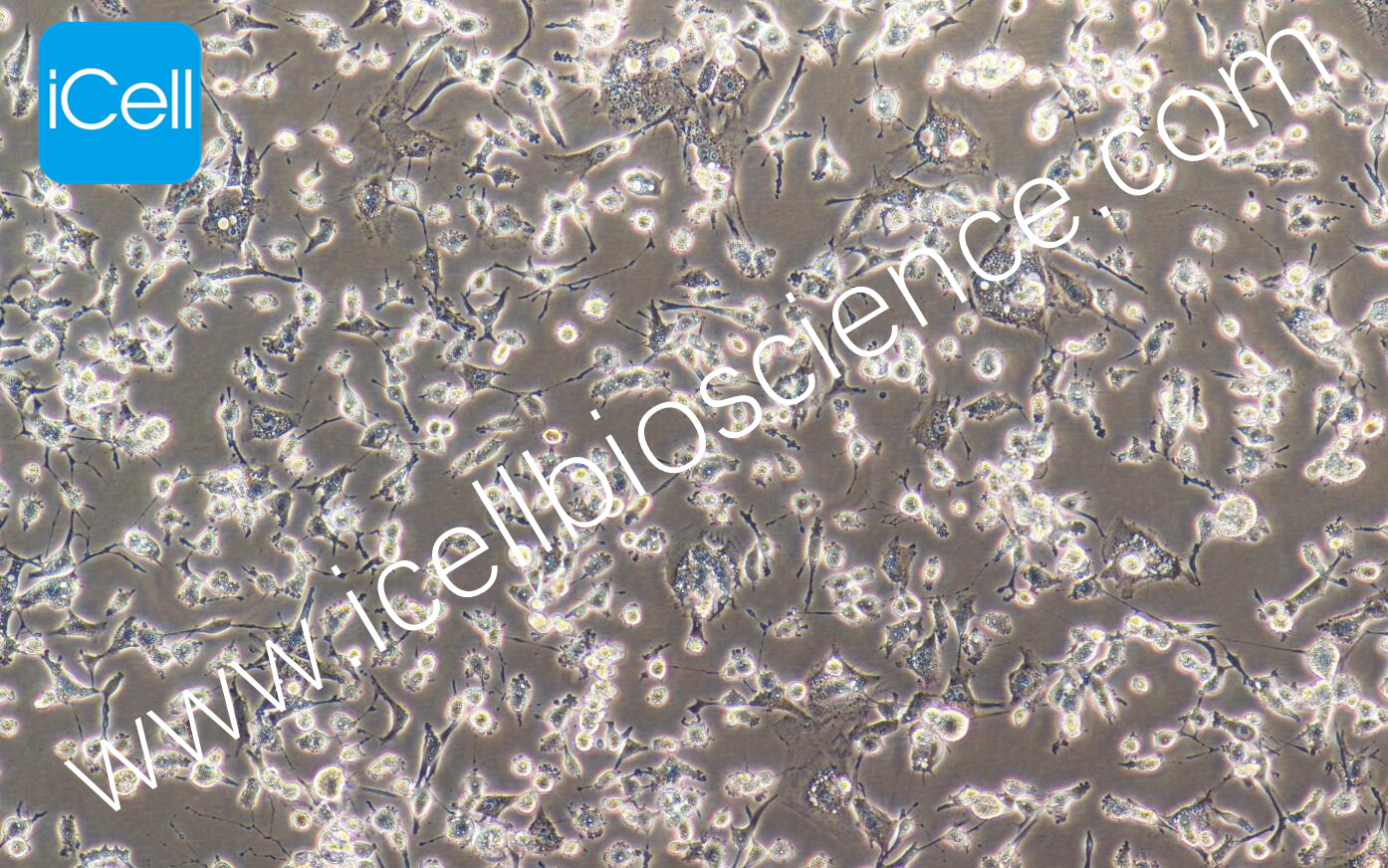 MDA-MB-436 人乳腺癌细胞-原代细胞-STR细胞-细胞培养基-镜像绮点生物