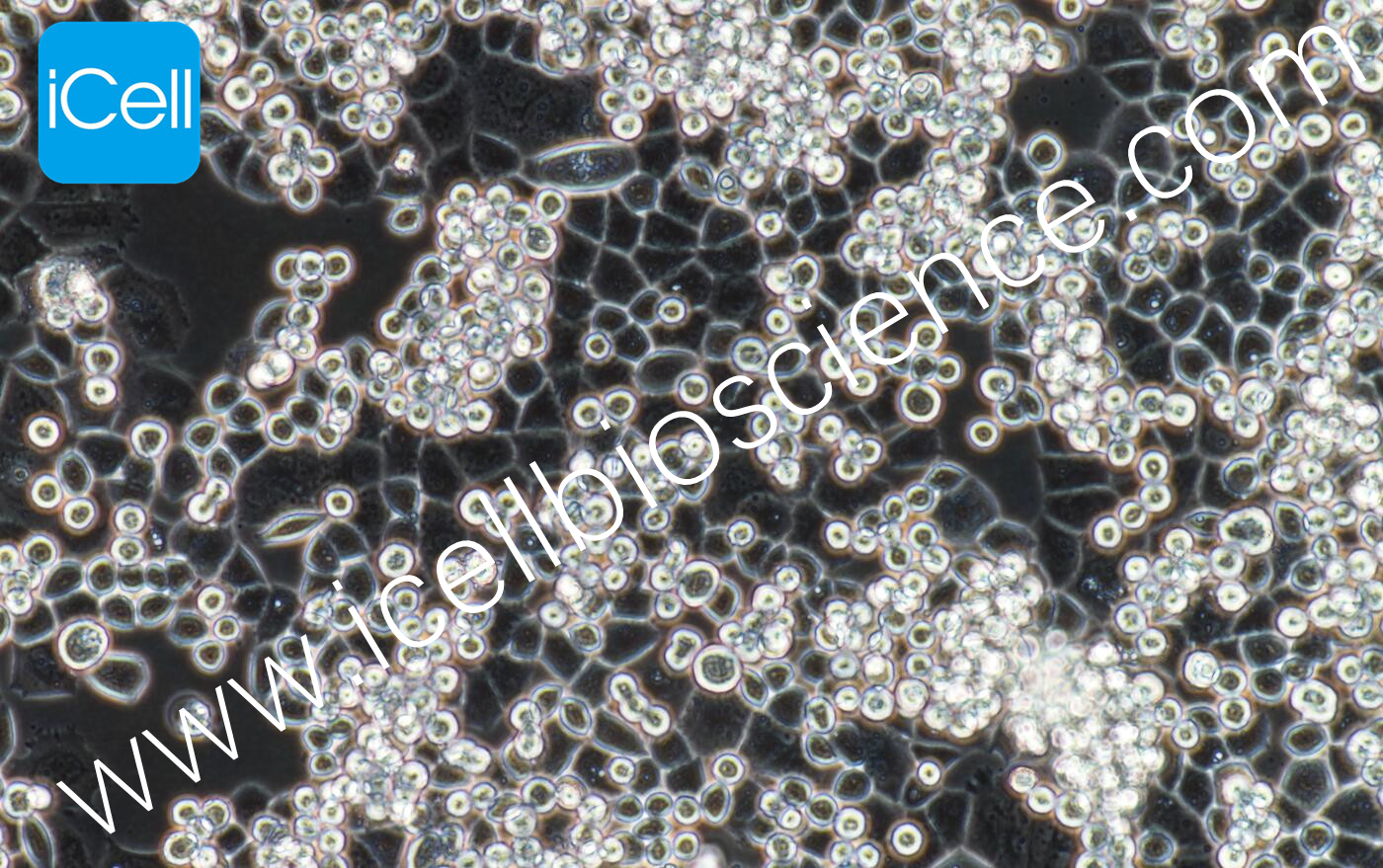 MDA-kb2 人乳腺癌细胞-原代细胞-STR细胞-细胞培养基-镜像绮点生物