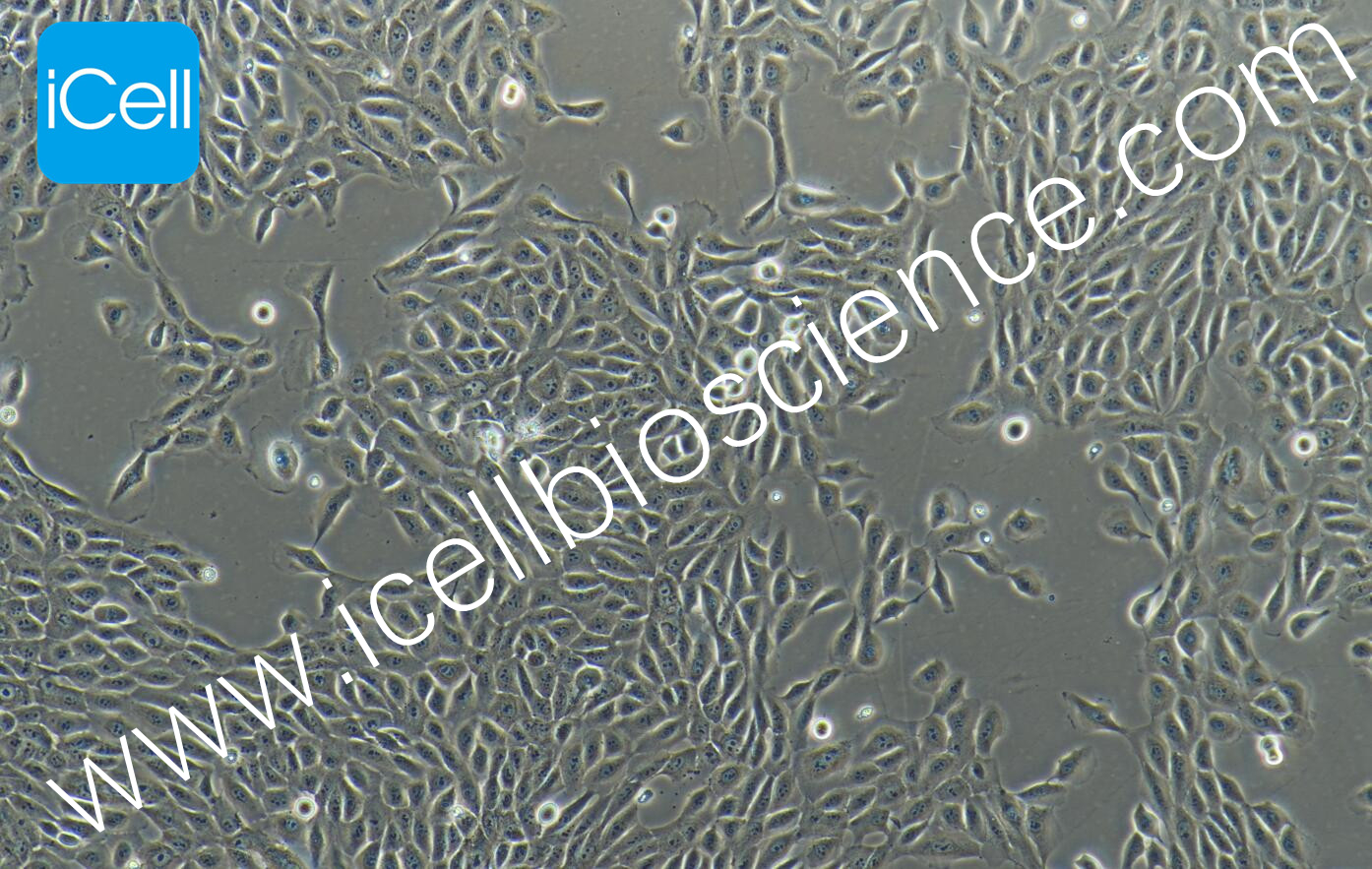 MCF-10A 人乳腺上皮细胞-原代细胞-STR细胞-细胞培养基-镜像绮点生物